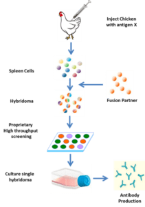 Chicken Antibody | Somru BioScience